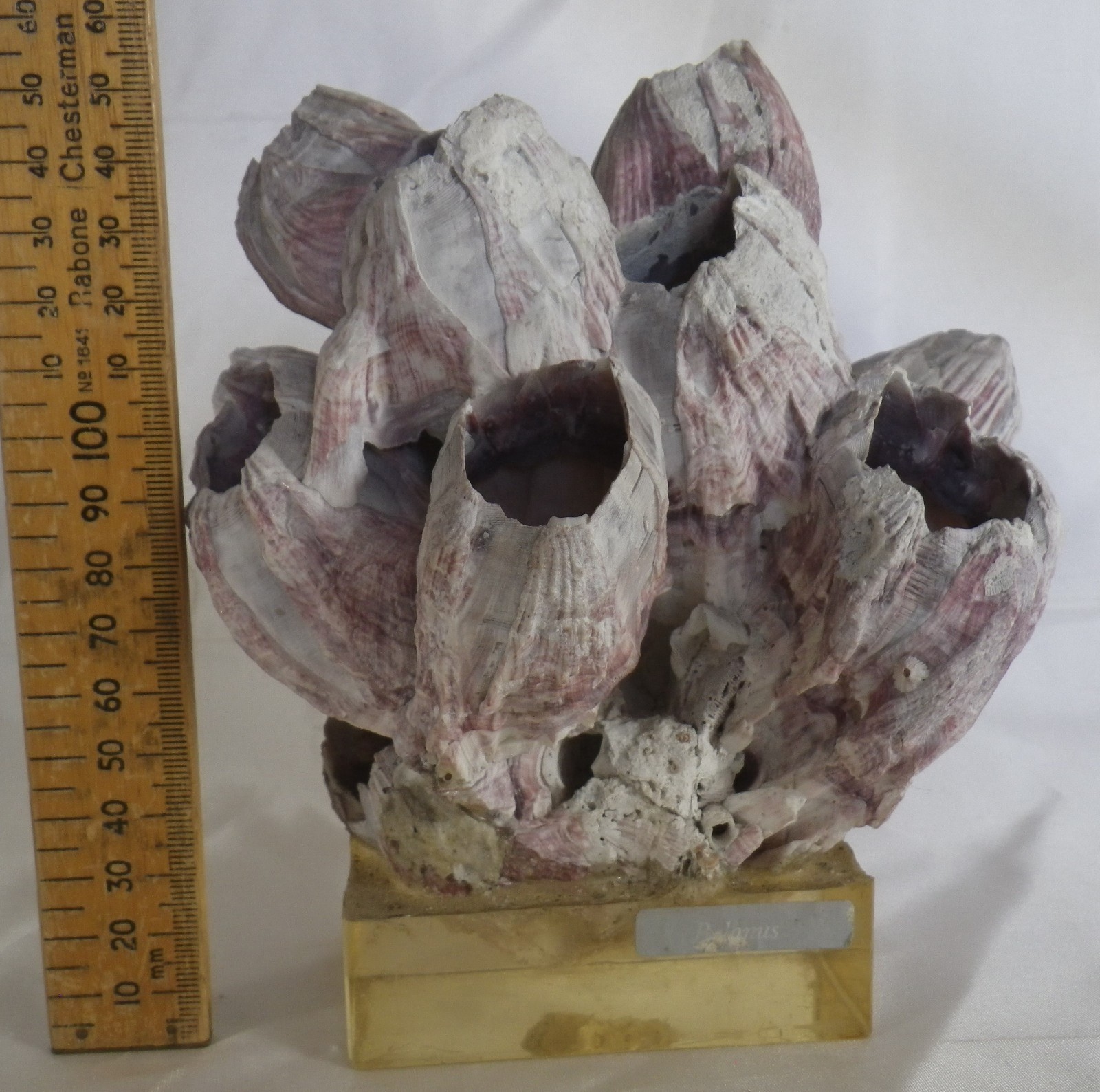 coquillage Balanus Megabalanus tintinnabulum cabinet de curiosité | eBay