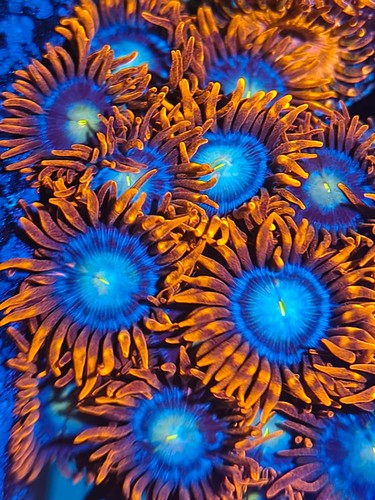 Superman Zoanthid frag 10+ polyps ZOA easy soft coral | eBay UK
