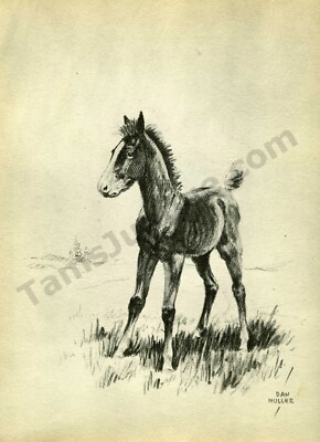 1936 Horse Art by Dan Muller - Baby Mustangs - BOOK PAGE LITHO ART ...