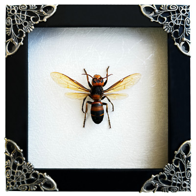 Real Framed Ant Insect Bug Frame Taxidermy Beetles Gothic Home Decor ...