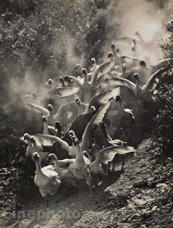 1935 Original Geese Marching Birds Goose Flock ERNO VADAS Animal Photo ...