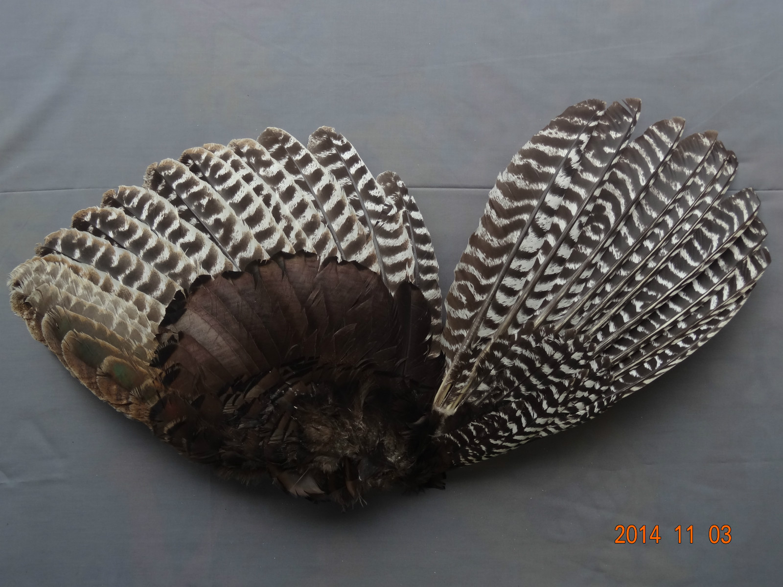 1 wild turkey #1 complete wing, left | eBay