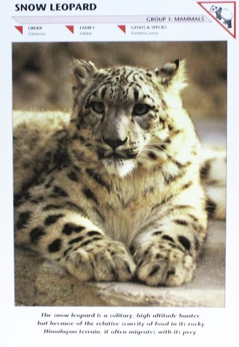 Snow Leopard Picture Pamphlet Vtg Foldout Ref Education Sheet Out of ...