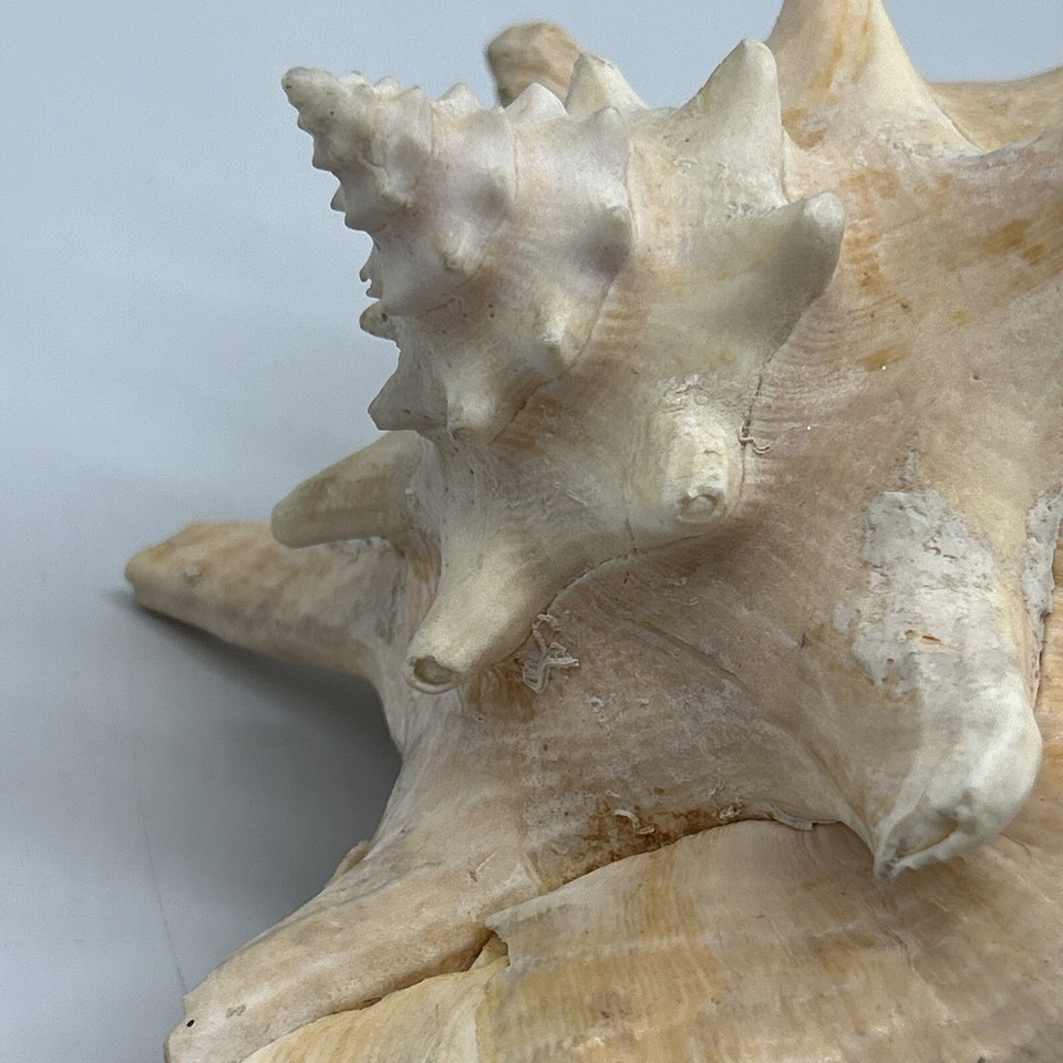 2.1# Conch Seashell (Pink) - Bahamas Pink Conch Shell Ocean Beach ...