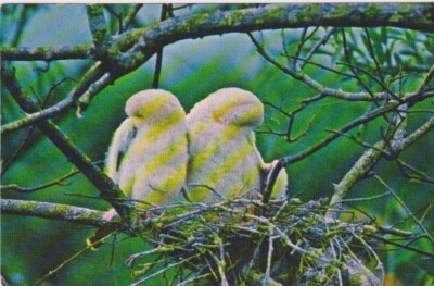 Baby Anhinga Birds-Everglades National Park, Florida | eBay