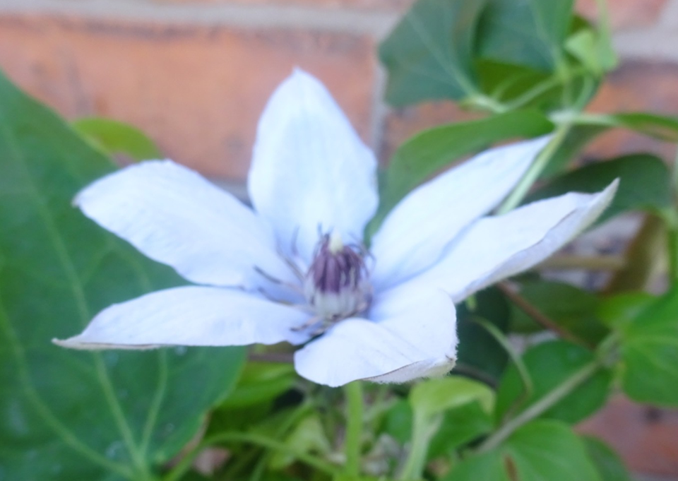 Clematis 'Tsukiko' Vigorous Climber 2L Approx 60-80cm Tall White & Pale ...