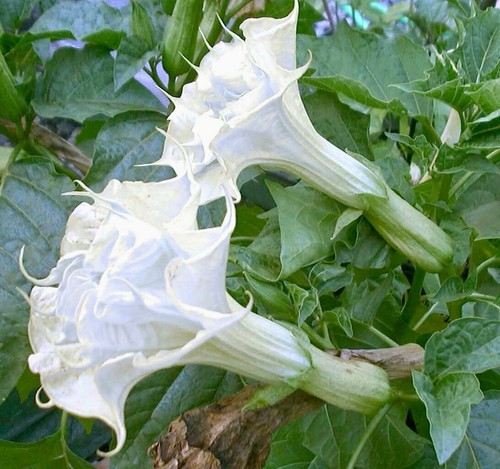 Double White Angel’s Trumpet Seeds ~ Devil’s Trumpet ~ Datura Metel ...