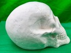 Vintage Human Skull White Plaster Goth Halloween Decoration Collectible ...