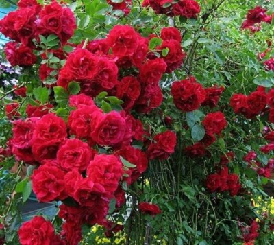 rosa blaze inprove 5 rooted cuttings climbing roses (vines) | eBay