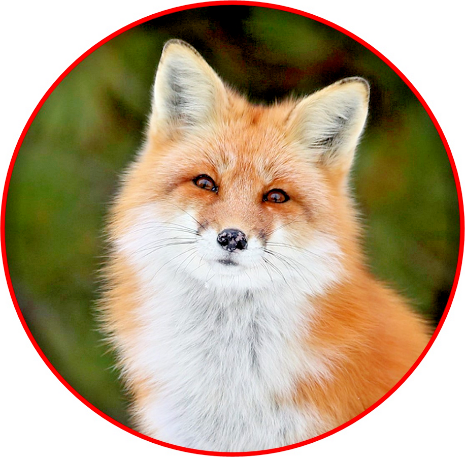 BROWN FOX ANIMAL Pendant On 20" 925 Sterling Silver Necklace Gold Gift ...