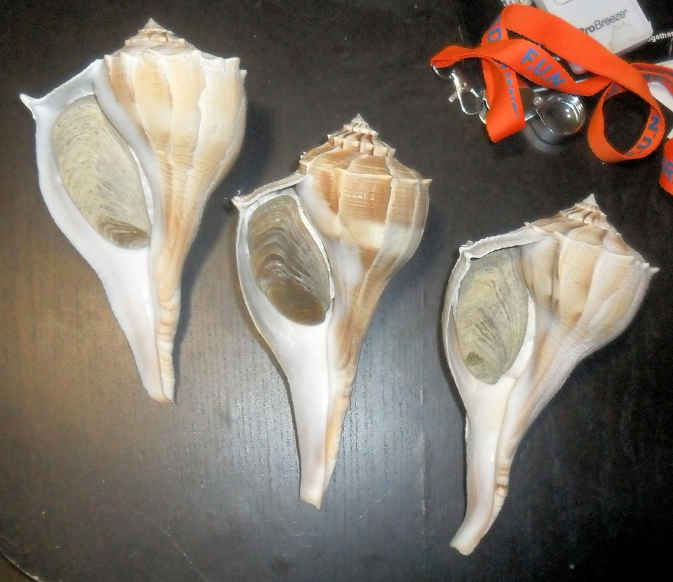 RFM 84820 Lot of 3 Busycon contrarium Conrad 1840 Lightening Whelk. All are 8 in | eBay