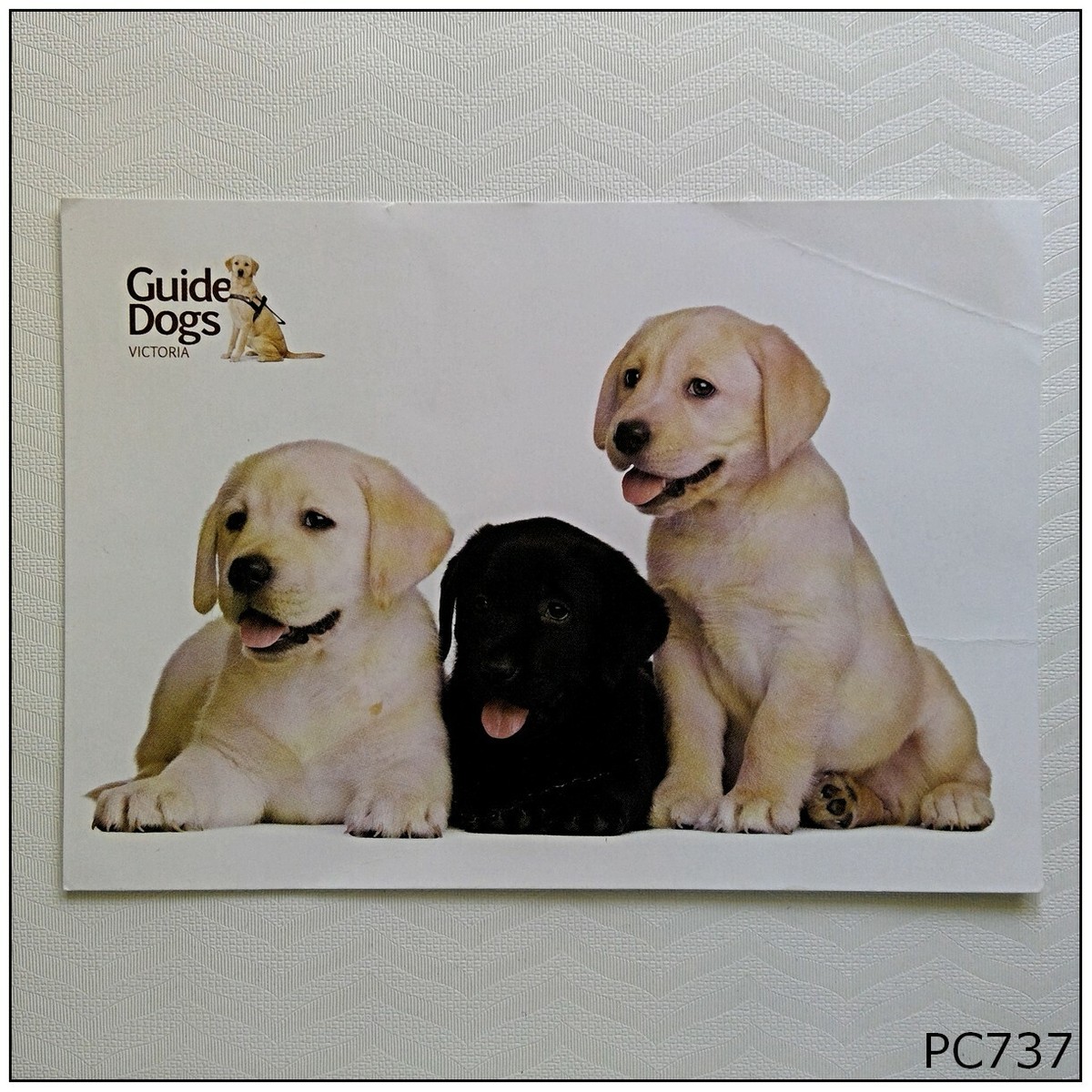 Guide Dogs Victoria Logo