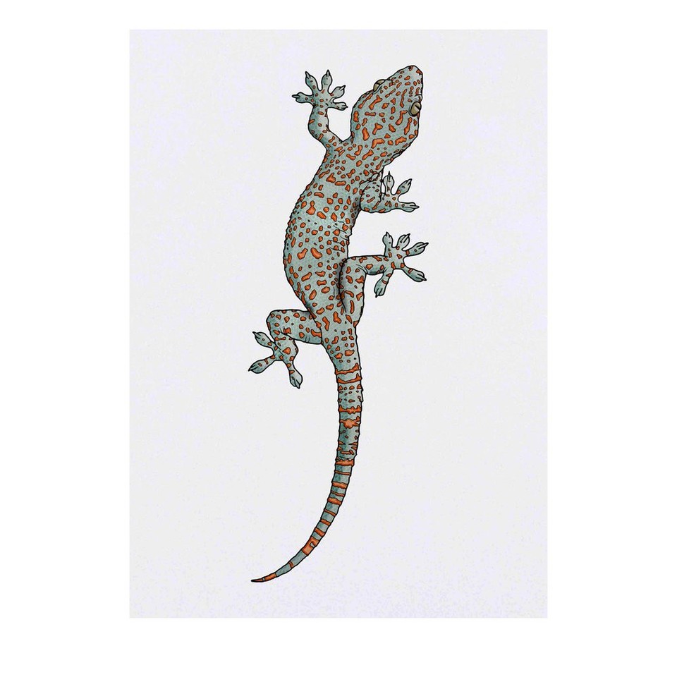'Tokay Gecko' Temporary Tattoos / Transfers (TO00039426) | eBay