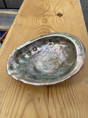 Large Abalone Shell Natural Paua Rainbow Pink Green Blue Shell Beach 7. ...