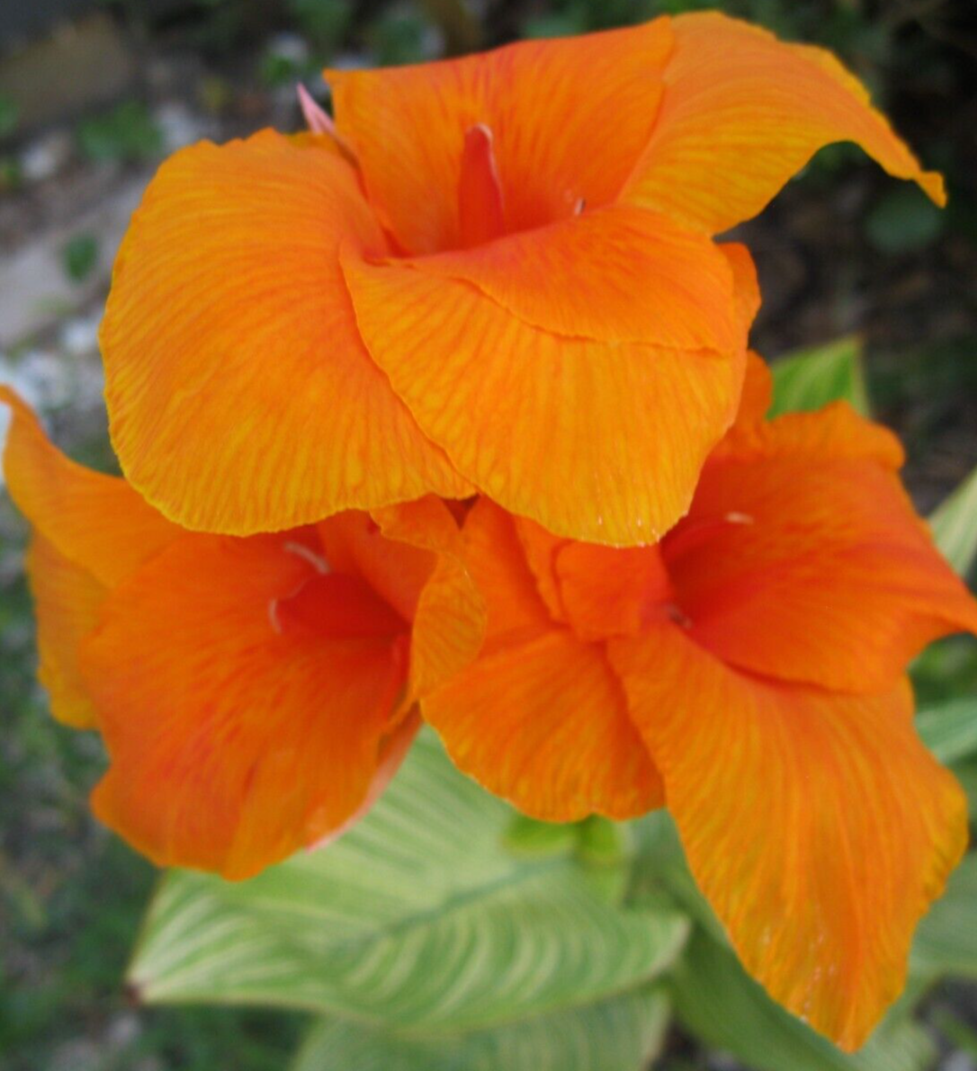 2" Canna Lily Root Bengal Tiger Pretoria Striped Variegated Tropicanna ...