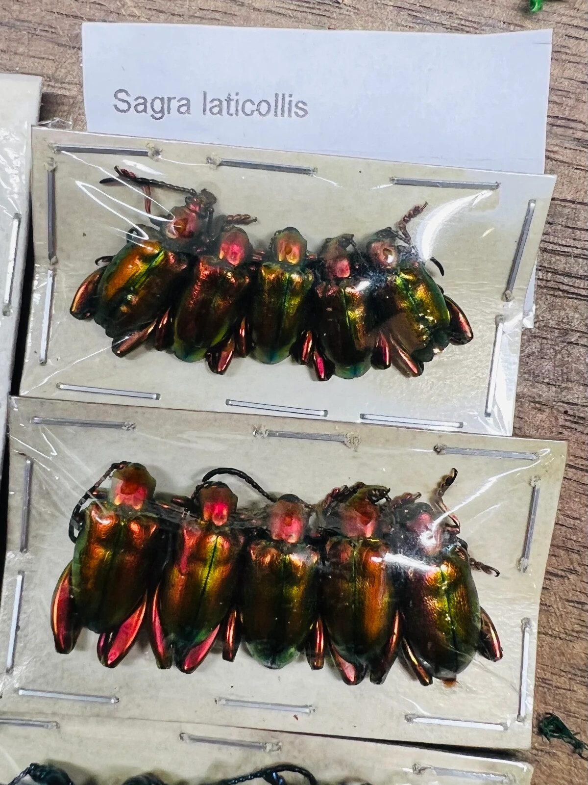 Sagra laticollis Real Frog Leg Beetles Lot of 10 Papered Specimens Real ...