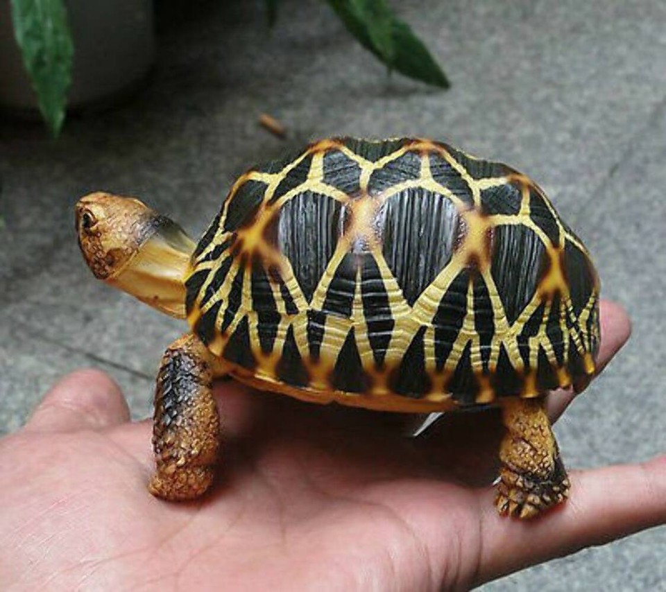 1:1 Life Size Burmese Star Tortoise Turtle Replica Figure Figurine ...