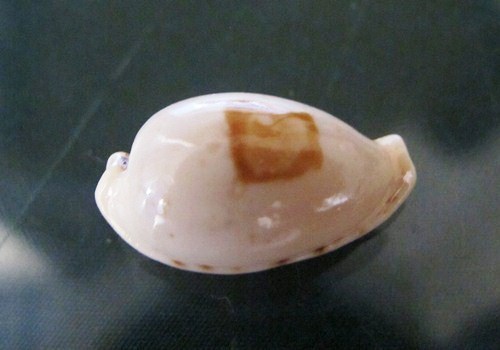 Cypraea Saulae 23.6 mm F+++/GEM beautiful pattern WOW !! | eBay