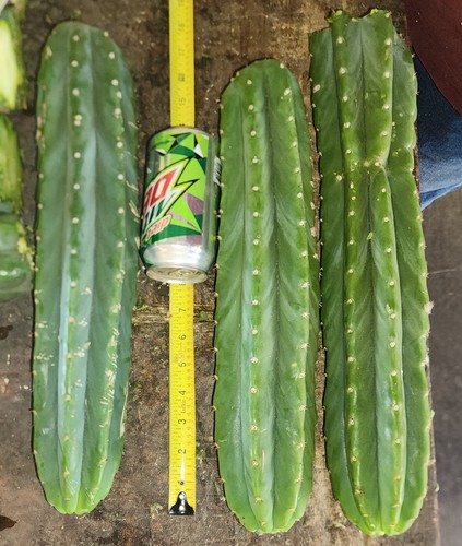 Three Huge 16" to 18' Premium Columnar Pachanoi TIP cuttings, Free Ship ...