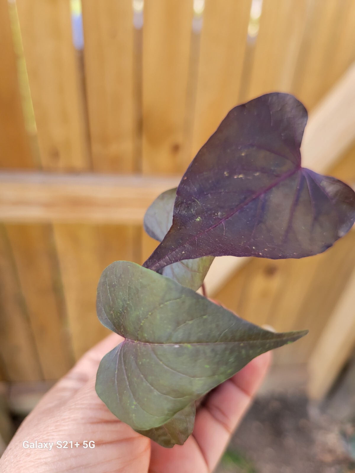 1 IPOMOEA BLACK HEART Live Plants Trailing Sweet Potato Vine Annuals ...