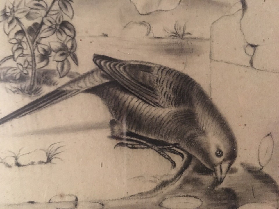 Beautiful Drawing Very Fine Bird Nest Lead Pencil Charcoal 19th Natural ...