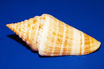 Conus Mappa Granarius - giant ! | eBay