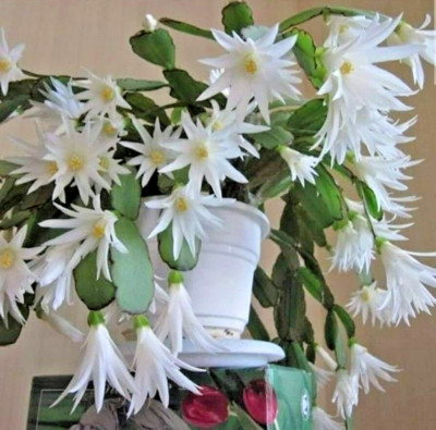 White Easter Cactus Live Plant - Spring Cactus - Rhipsalidopsis ...