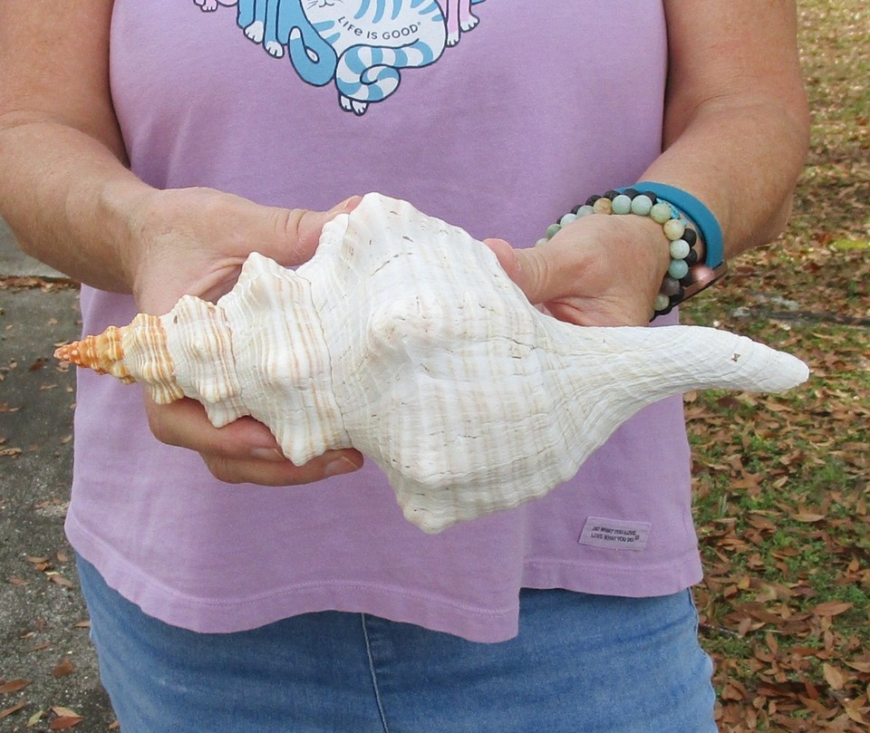 10-3/4 inch Horse conch shell, Florida's state seashell #51171 | eBay