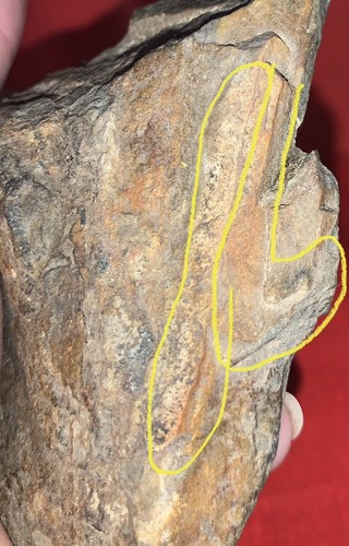 Ancient Native American Fossil Bone Needle And Fish Hook Tool Artifact ...