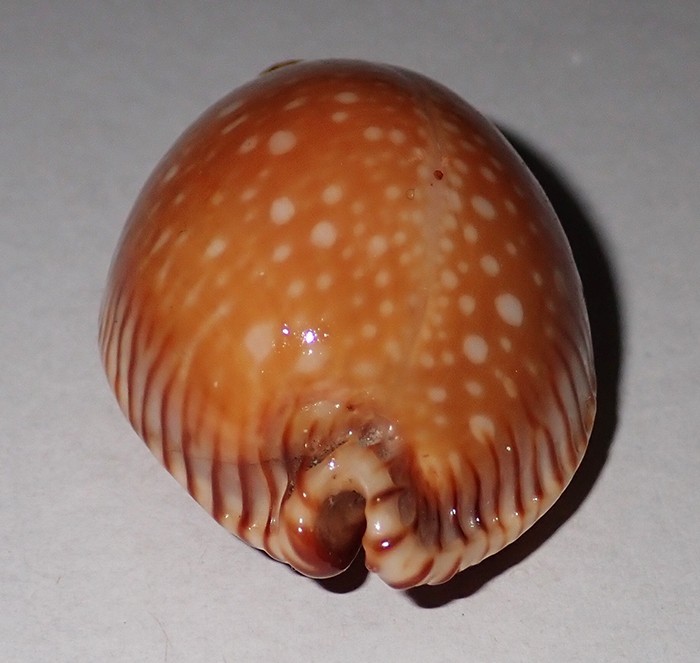 50 mm RARE Cypraea Guttata f. Surinensis Cowrie Seashell #AK2 From ...