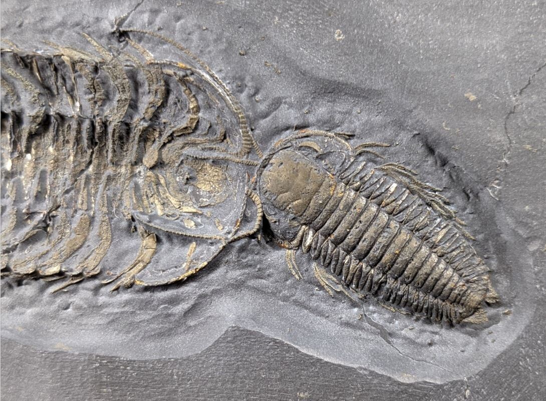 Golden Bug Pyritized Triarthrus eatoni Trilobite Fossil Specimen | eBay