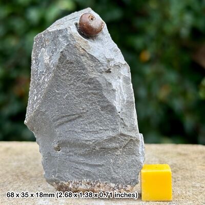 Cymbites Calcite Ammonite Fossil | Jurassic Black Ven Marls Lyme Regis ...