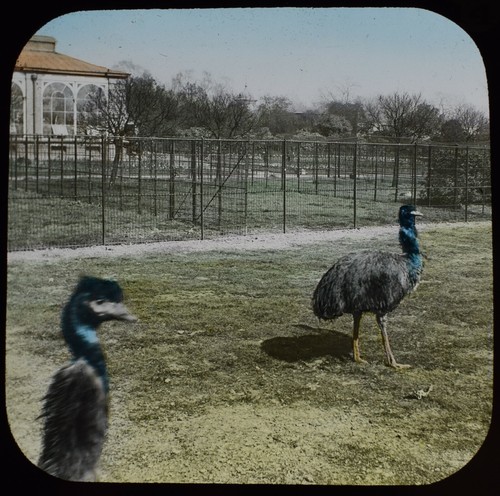 HAND COLOURED ANTIQUE Magic Lantern Slide EMU C1890 VICTORIAN PHOTO ZOO ...