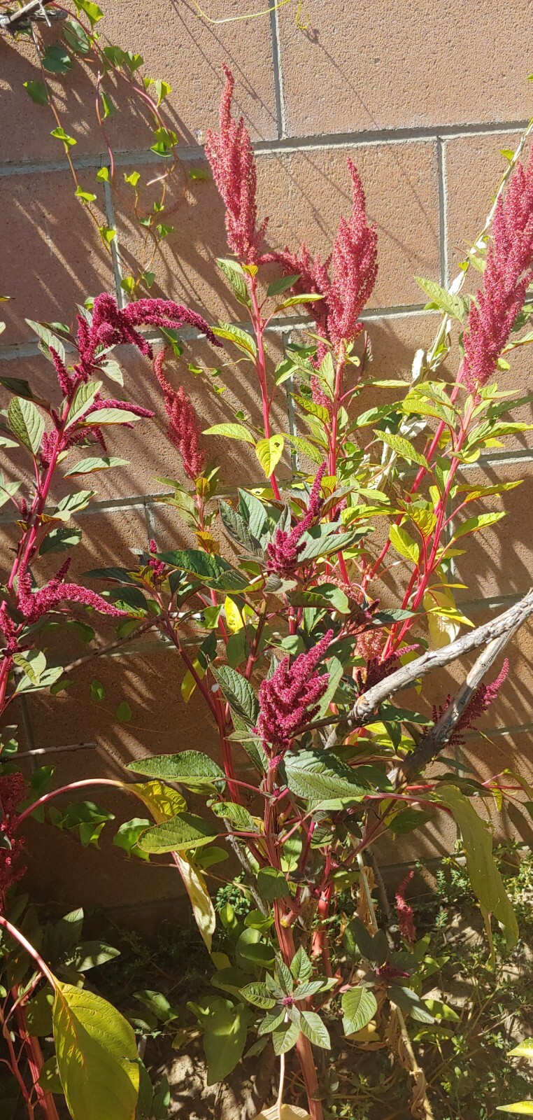USA 2000+ Amaranth Seeds Red Stripe Leaf | eBay