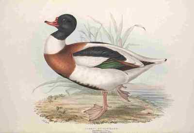 A4 Photo Lear Edward 1837 Common Sheldrake Print Poster | eBay