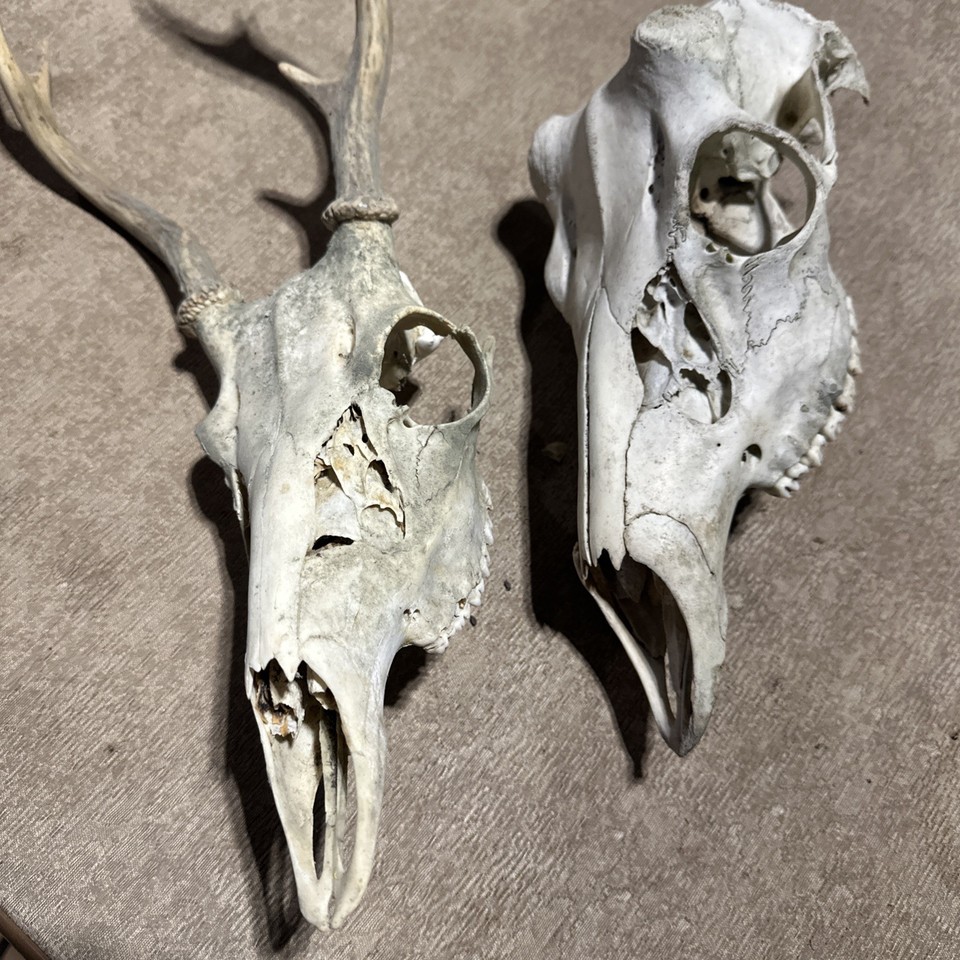 2 Whitetail Deer European Mount Antler Horns Skull Antlers | eBay