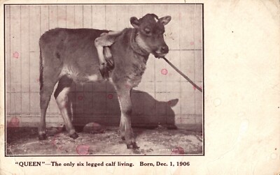 Farm Life Queen Six Legged Calf Freak Side Show Cow Farming Oddity ...