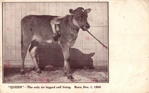 Farm Life Queen Six Legged Calf Freak Side Show Cow Farming Oddity ...