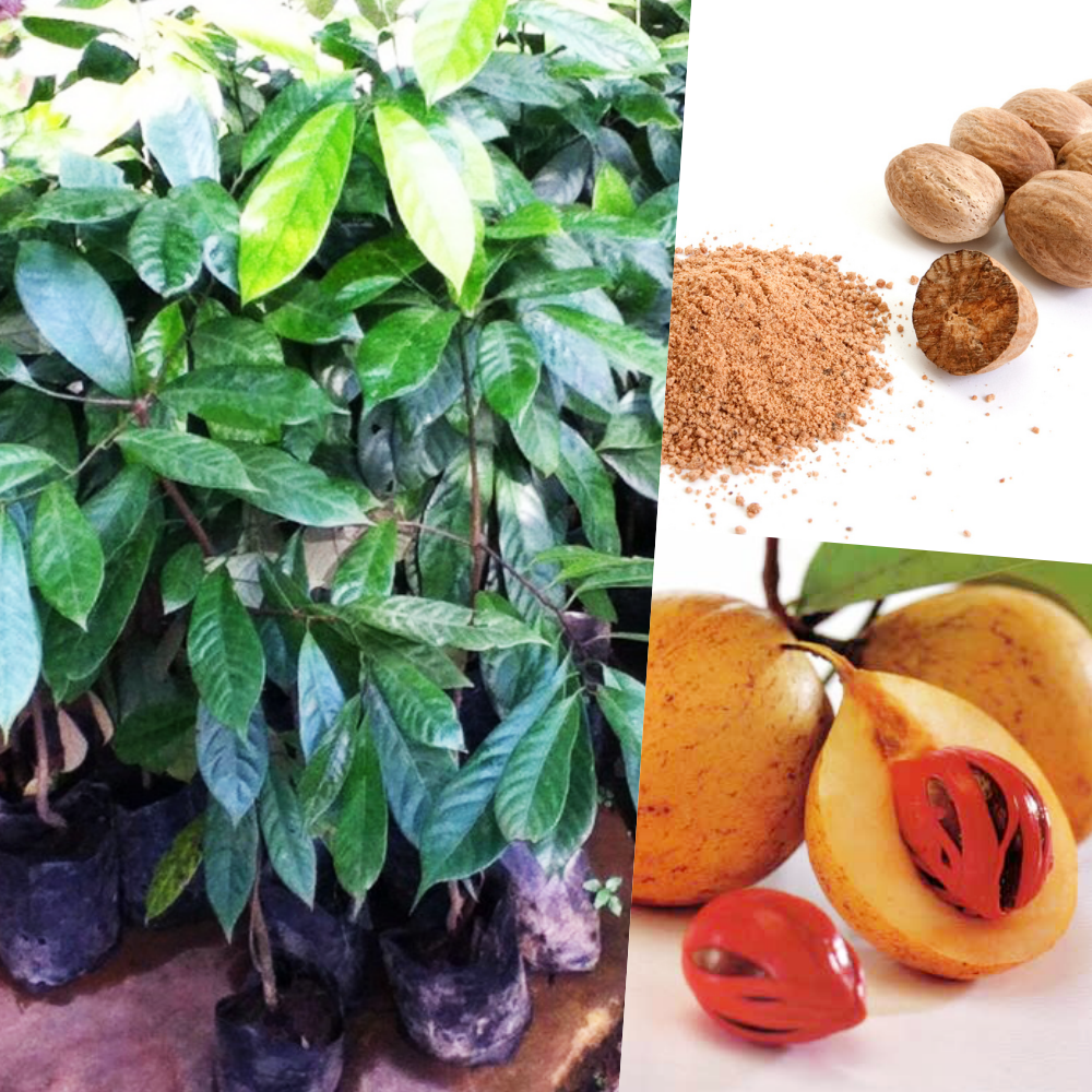 Spices Plants