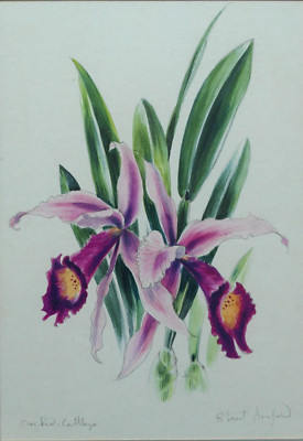 STUART MAXWELL ARMFIELD ( 1916 - 1999 ) Watercolour. Orchid Cattleya ...