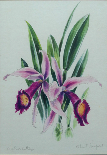 STUART MAXWELL ARMFIELD ( 1916 - 1999 ) Watercolour. Orchid Cattleya ...