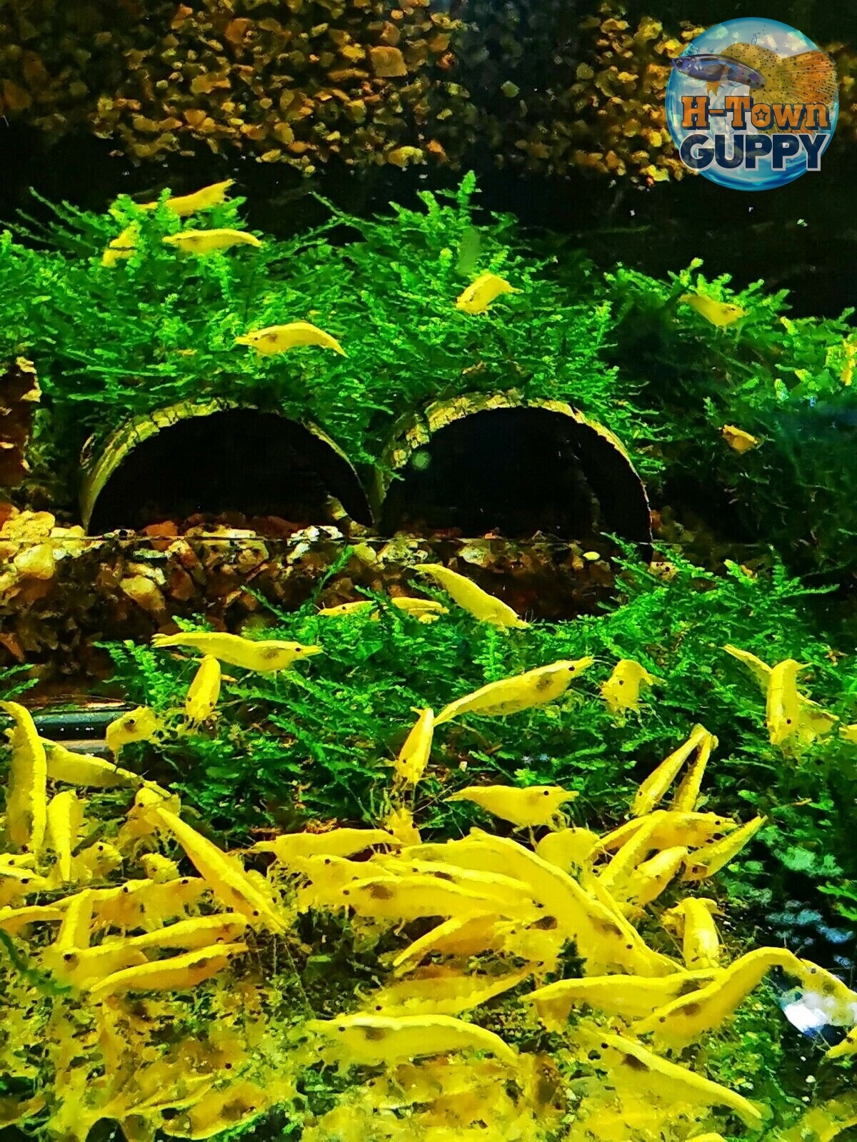 10 +1 NEON YELLOW - Freshwater Neocaridina Aquarium Shrimp. Live ...