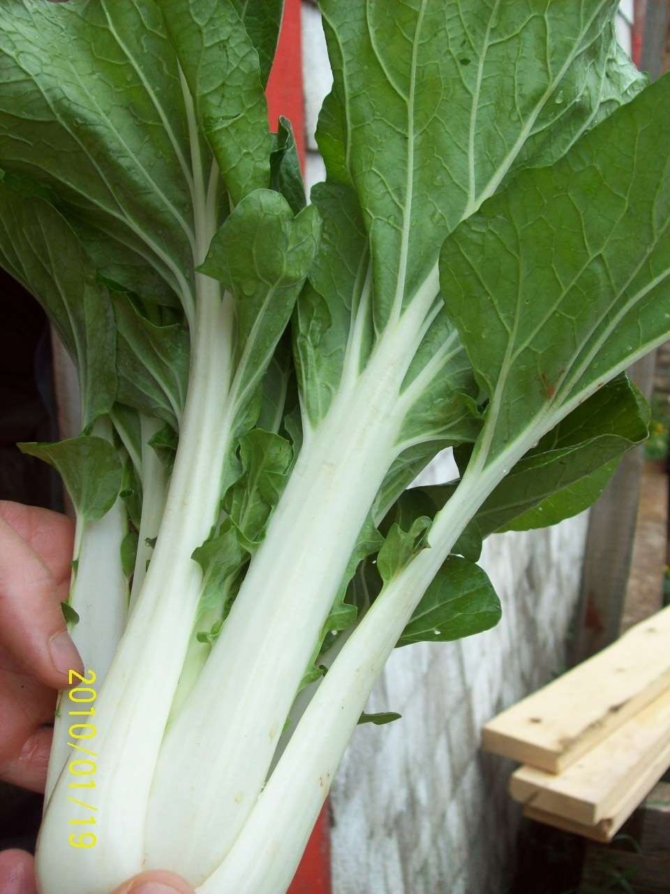 JOI CHOI * STIR FRY FAVORITE * NO STRINGINESS * COLD TOLERANT * | eBay