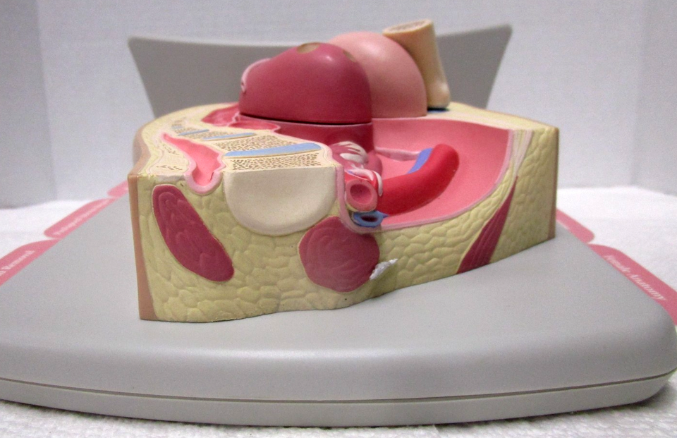 Ortho Mcneil Female Health Anatomical Model ortho mcneil female anatomy ...