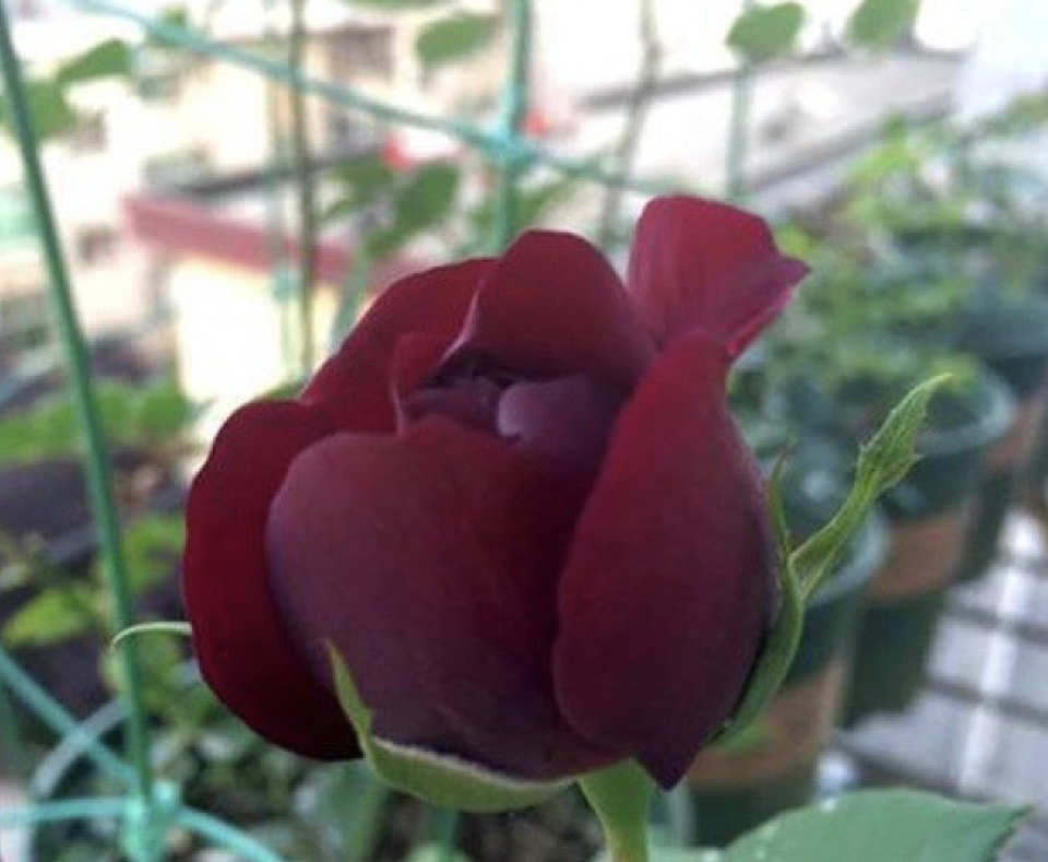 20 CLASSIC STYLE ROSE SEEDS home garden flower plant bush diy Rosas ...
