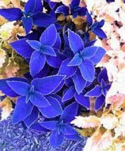 1 Pack 100 Blue Coleus Seeds Coleus Blumei Garden Flower | eBay