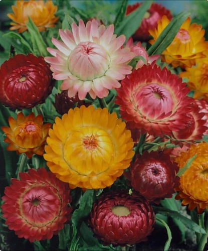 Strawflower seeds, Tall mixed colors, Helichrysum, approx 300 seeds ...