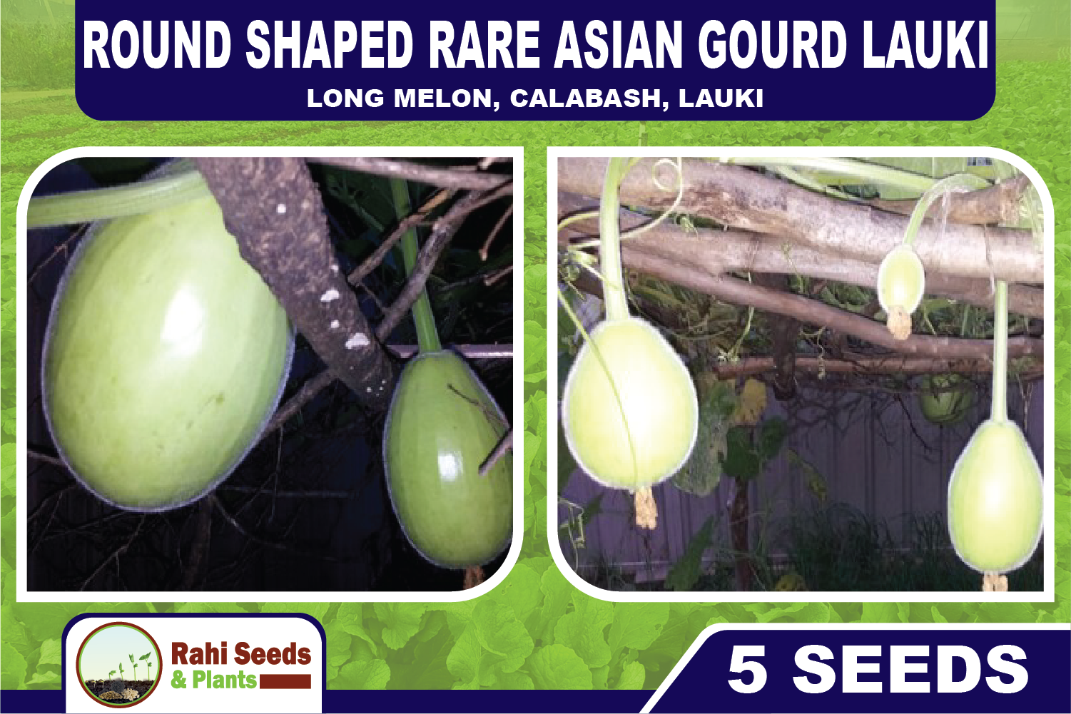 Round Shaped RARE Asian Gourd, Long Melon, Calabash, Lauki - 5 Seeds ...
