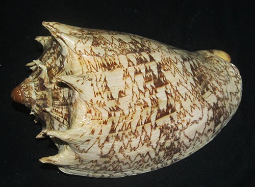 190 mm HUGE Aulica Imperialis Volute Seashell GREAT PATTERN Combine ...