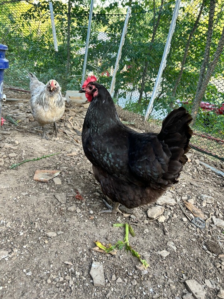 Laying Hens, Assorted Breeds, Ameracaunas, and Others | eBay